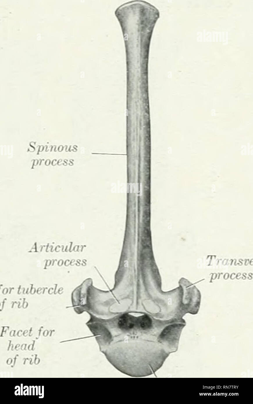 . The anatomy of the domestic animals. Veterinary anatomy. THE THORACIC ...