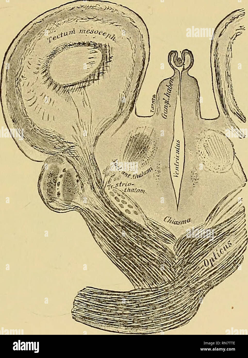 Commissura posterior hi-res stock photography and images - Alamy
