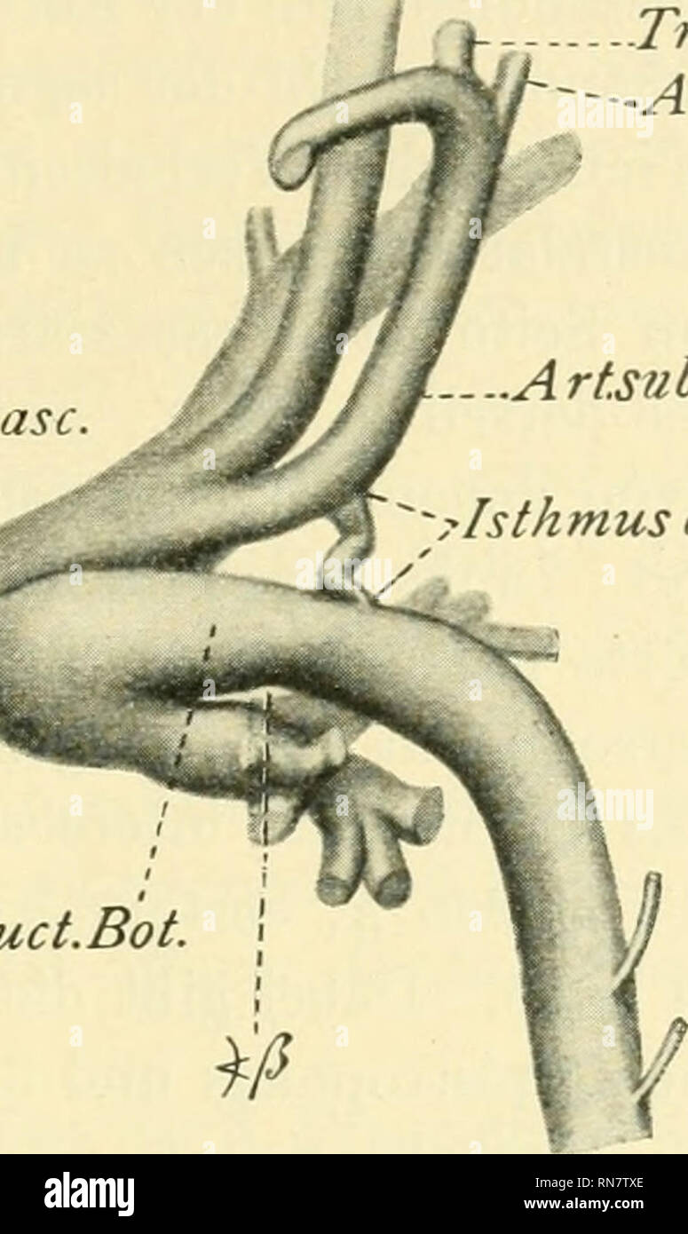 . Anatomischer Anzeiger. Anatomy, Comparative; Anatomy, Comparative ...