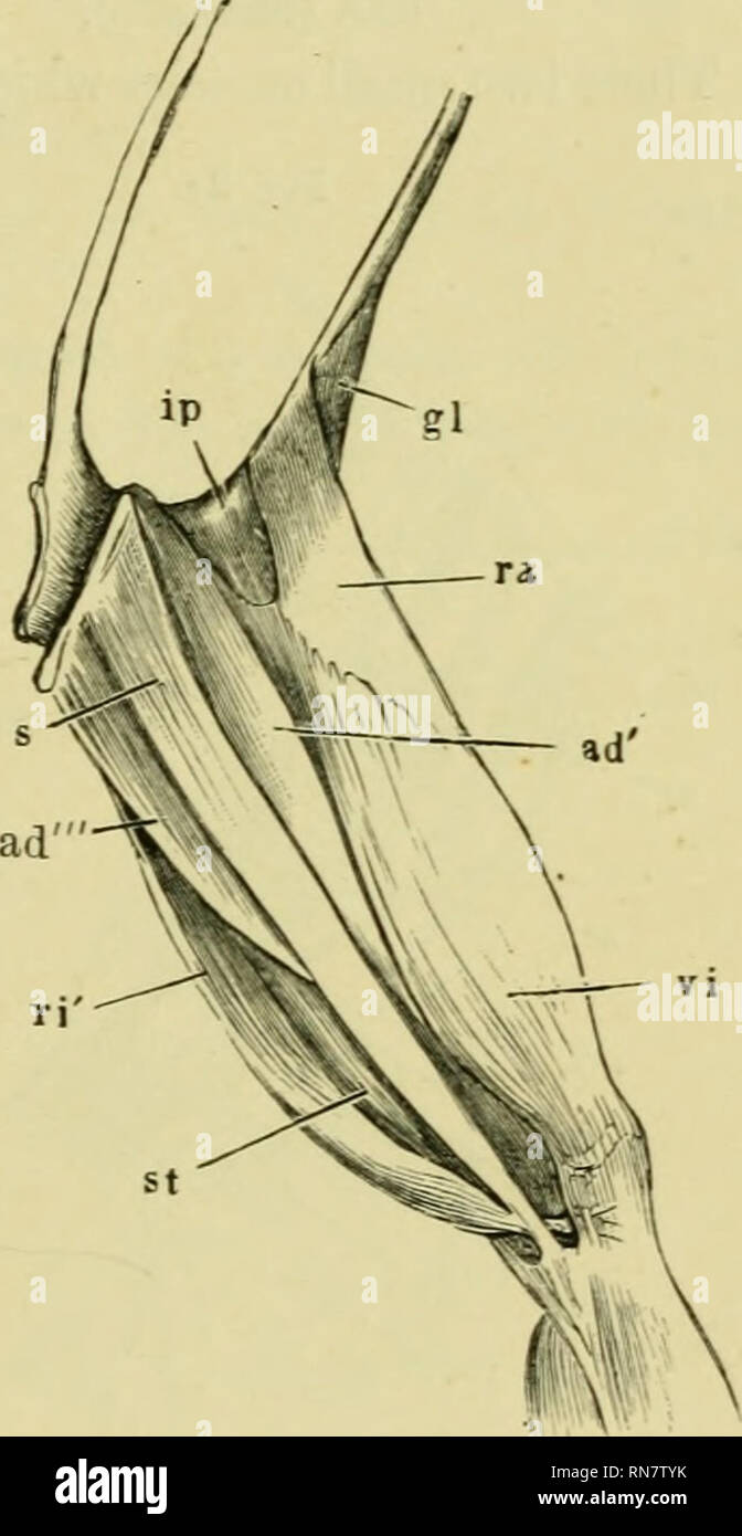 . The anatomy of the frog. Frogs -- Anatomy; Amphibians -- Anatomy ...