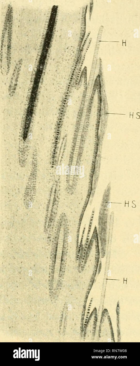 . Anatomischer Anzeiger. Anatomy, Comparative; Anatomy, Comparative ...