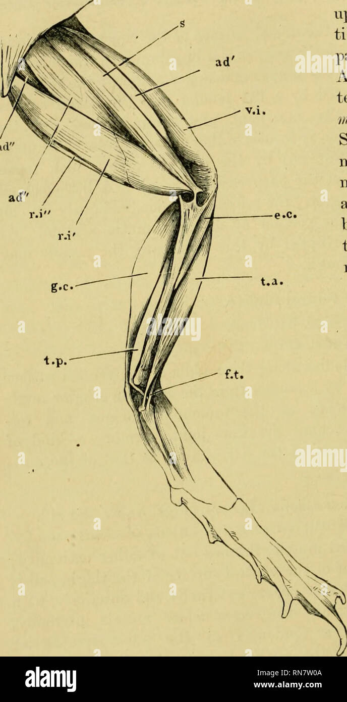 . The anatomy of the frog. Frogs -- Anatomy; Amphibians -- Anatomy. 98 ...