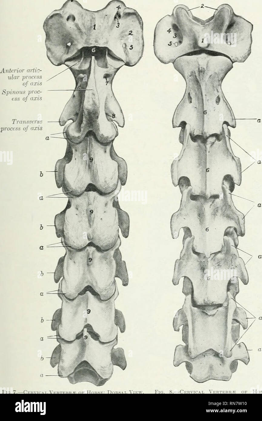 . The anatomy of the domestic animals. Veterinary anatomy. THE ...