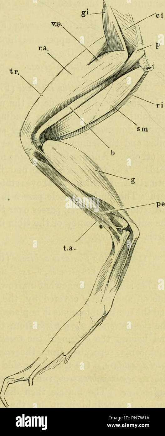 . The anatomy of the frog. Frogs -- Anatomy; Amphibians -- Anatomy ...