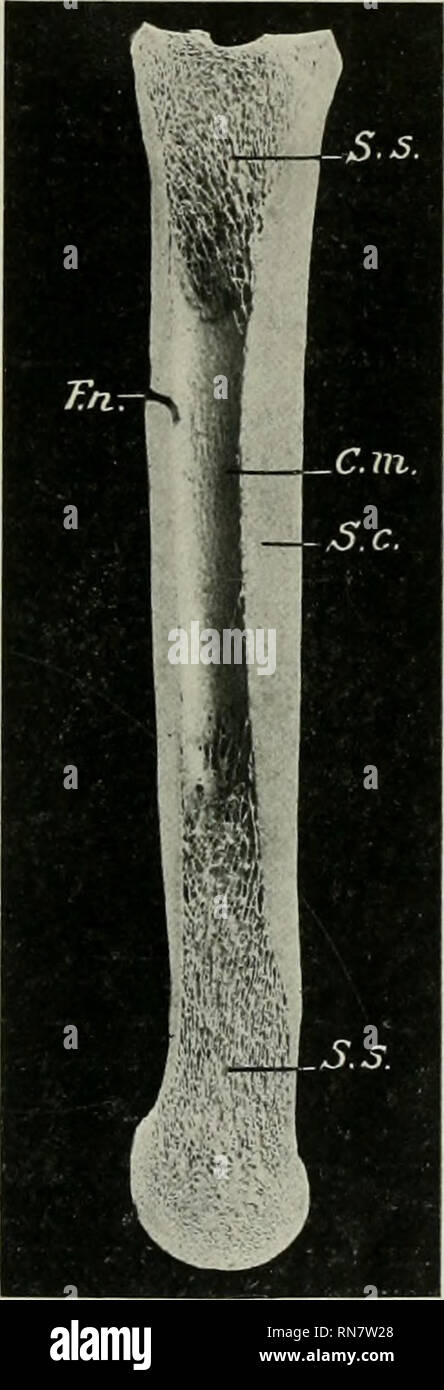 . The anatomy of the domestic animals. Veterinary anatomy. STRUCTURE OF ...