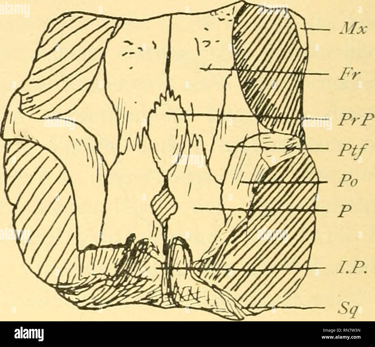 . Anatomischer Anzeiger. Anatomy, Comparative; Anatomy, Comparative ...