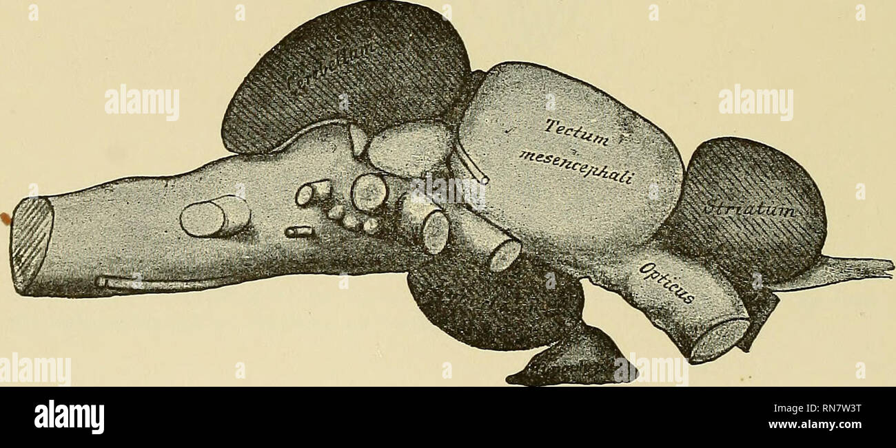 Mesencephalon Tectum