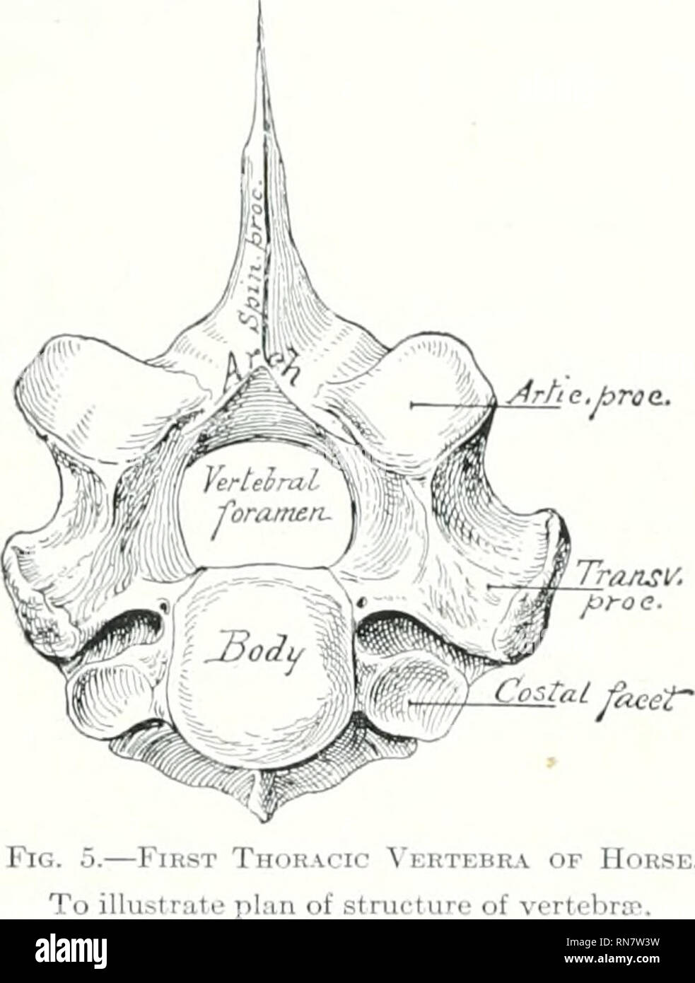 Vertebral Canal Anatomy