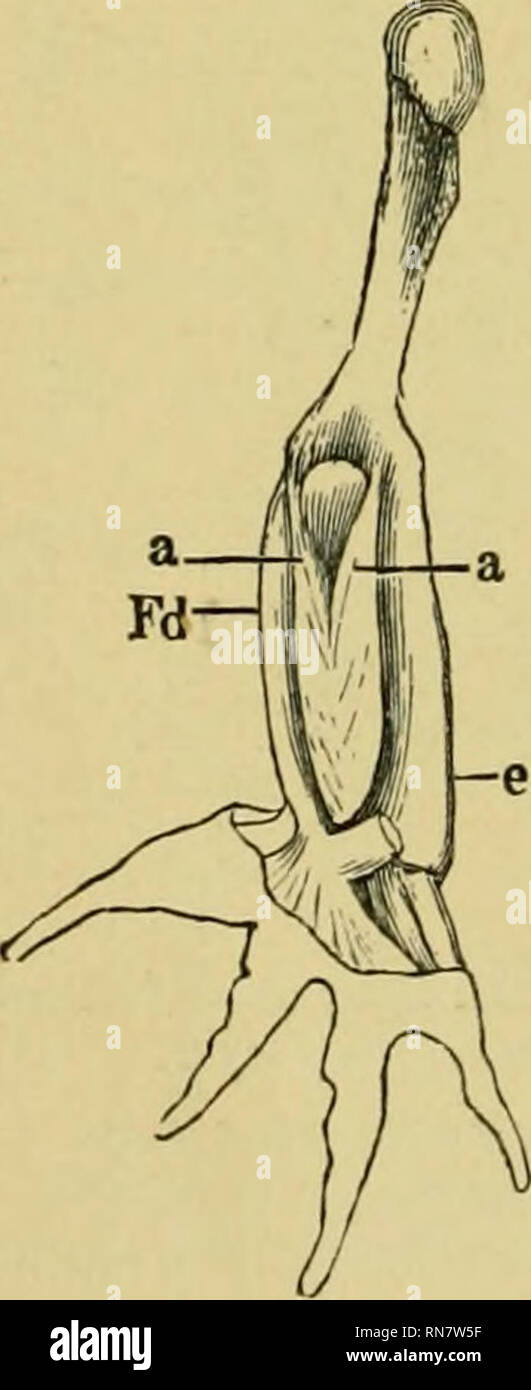 . The anatomy of the frog. Frogs -- Anatomy; Amphibians -- Anatomy. 86 ...