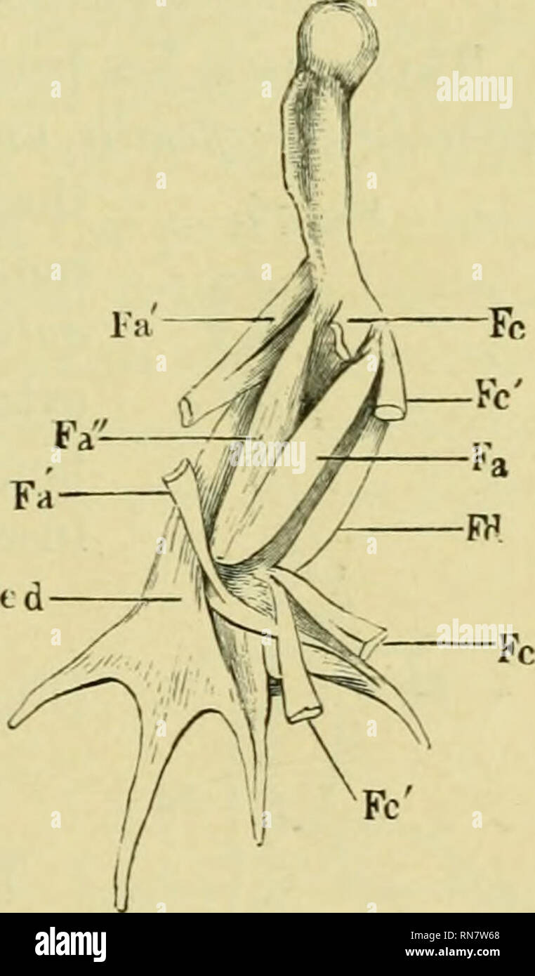 Frog Dissection Muscles