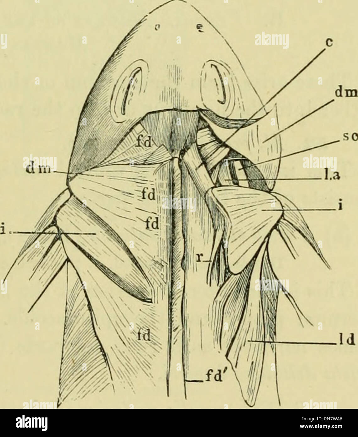 . The anatomy of the frog. Frogs -- Anatomy; Amphibians -- Anatomy ...