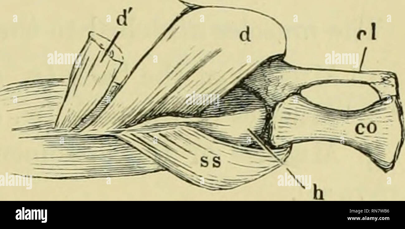 . The anatomy of the frog. Frogs -- Anatomy; Amphibians -- Anatomy ...