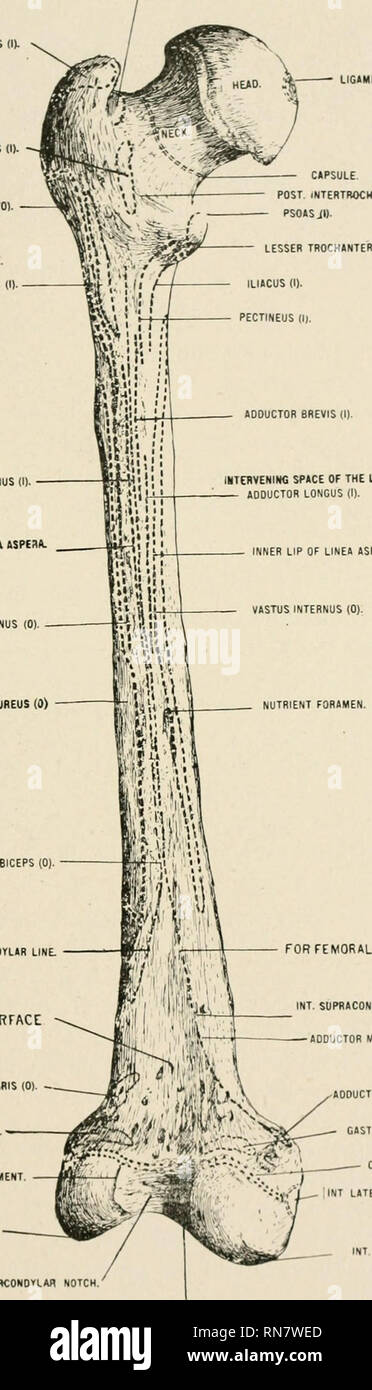 Gluteal tubercle hi-res stock photography and images - Alamy