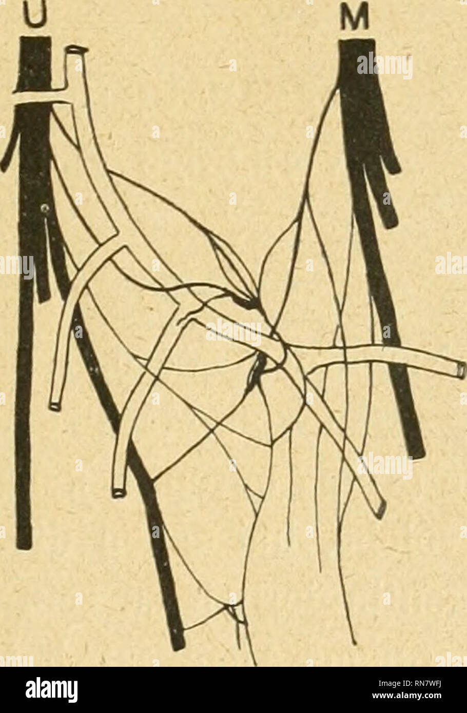 Tiefer hohlhandbogen hi-res stock photography and images - Alamy