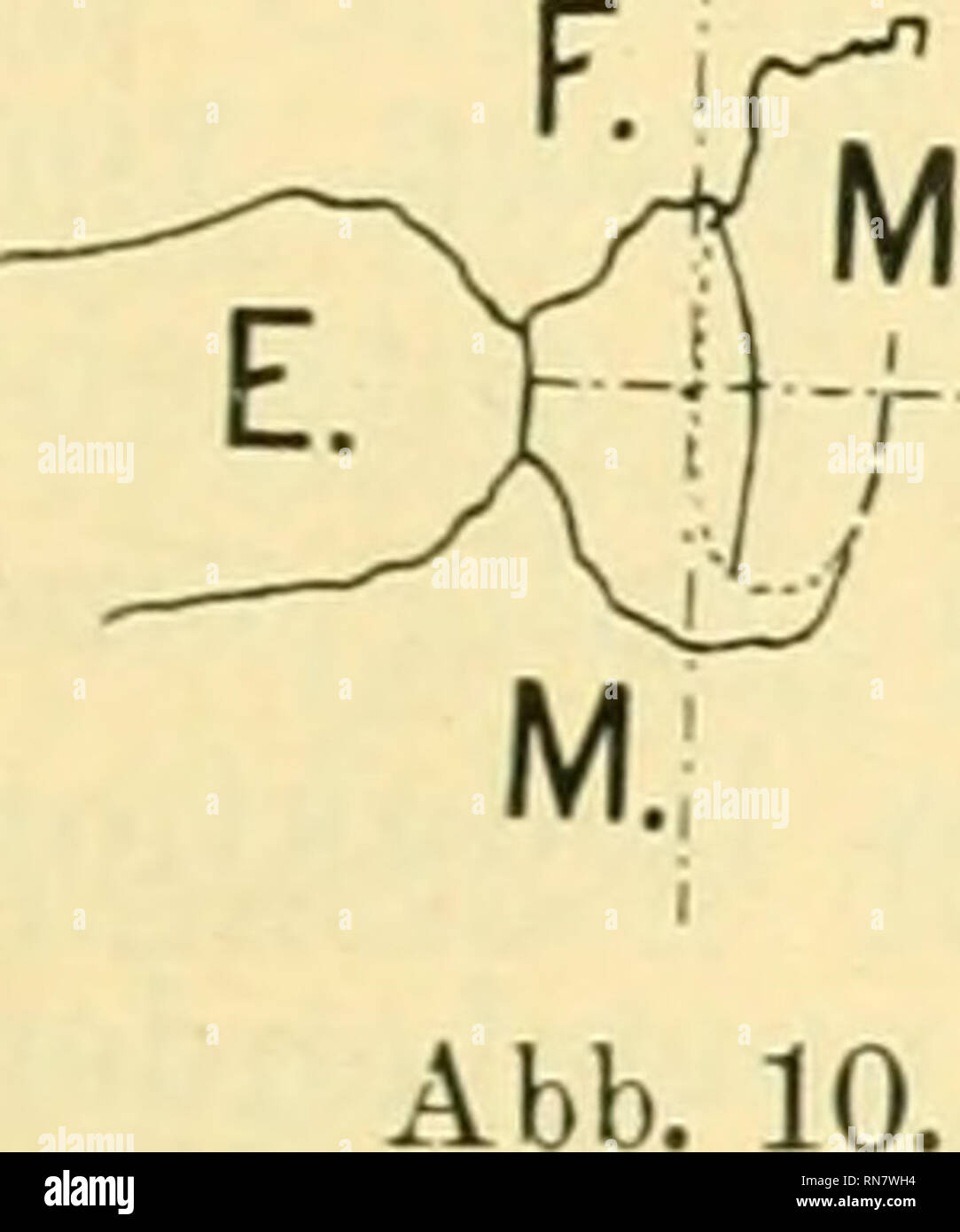 Os lacrimale hi-res stock photography and images - Alamy