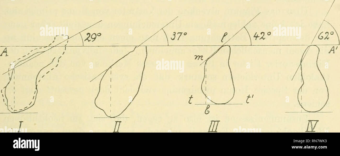 . Anatomischer Anzeiger. Anatomy, Comparative; Anatomy, Comparative ...