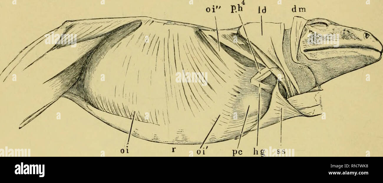 . The anatomy of the frog. Frogs -- Anatomy; Amphibians -- Anatomy. 70 ...