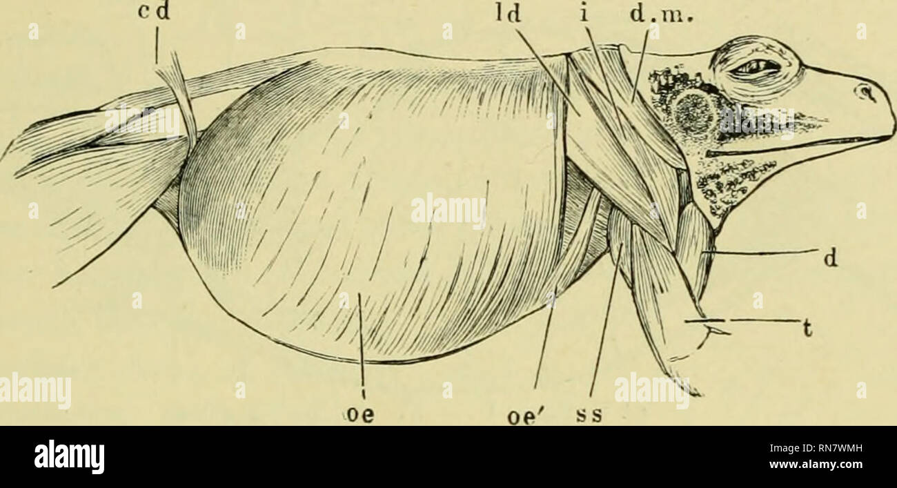 Xiphisternum hi-res stock photography and images - Alamy