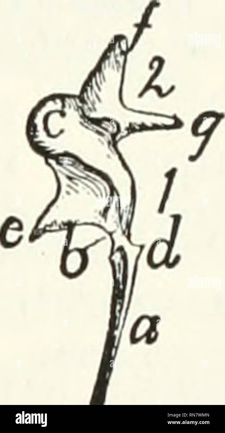 . Anatomy of the cat. Cats; Mammals. THE E/iR. 423 situated in the ...