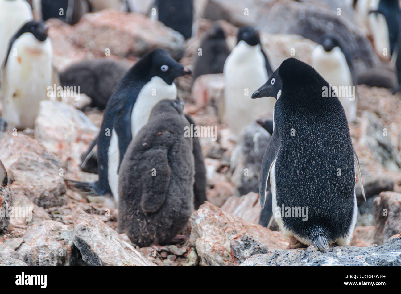 Penguins adelie colony iceberg background hi-res stock photography and ...