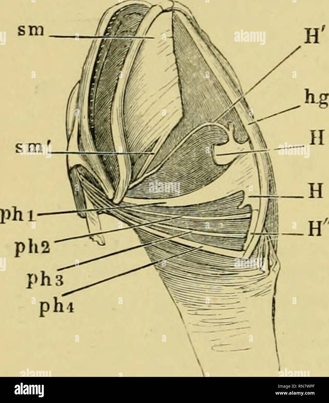 . The anatomy of the frog. Frogs -- Anatomy; Amphibians -- Anatomy. 66 ...