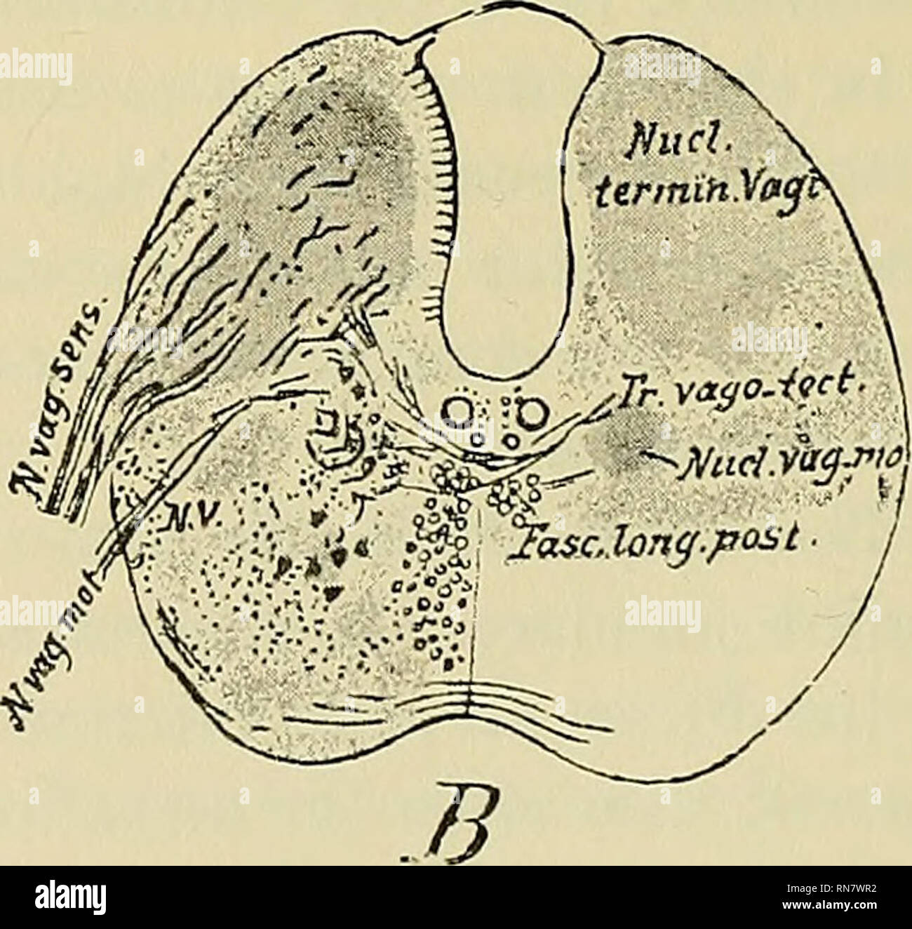 . The anatomy of the central nervous system of man and of vertebrates ...