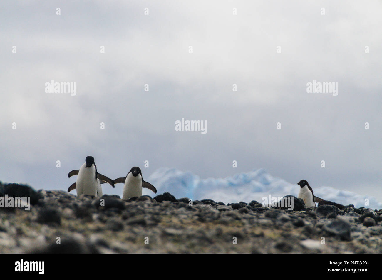 Penguins adelie colony iceberg background hi-res stock photography and ...