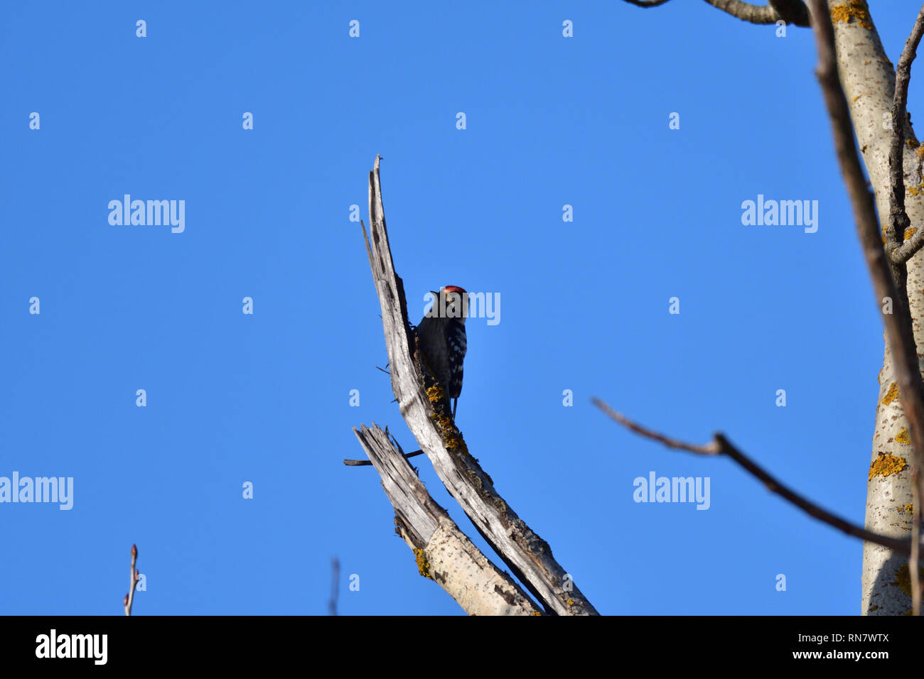 Red woodpecker knocking on the branch tree Stock Photo - Alamy
