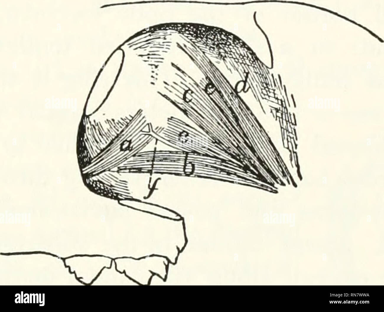 . Anatomy of the cat. Cats; Mammals. THE ORG^N OF SIGHT. 4ir 4. Muscles ...
