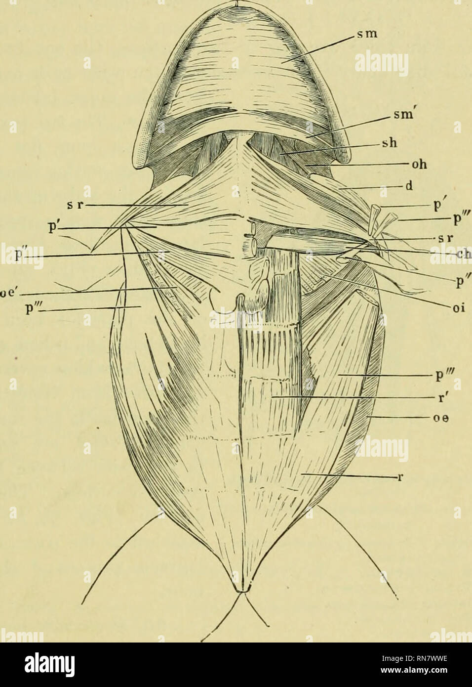 Frog Muscle Dissection