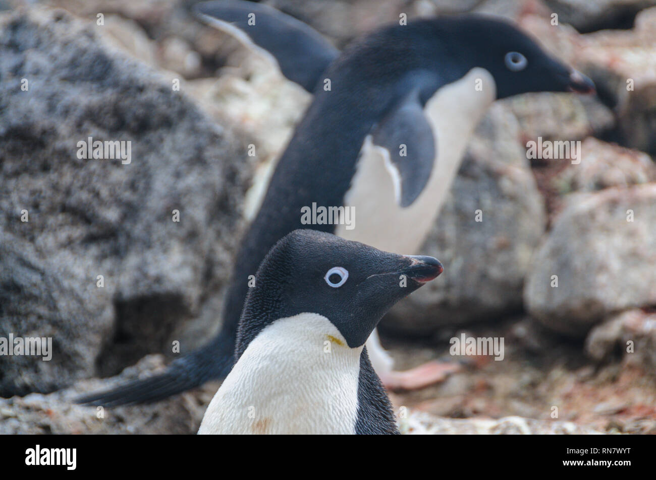 Penguins adelie colony iceberg background hi-res stock photography and ...