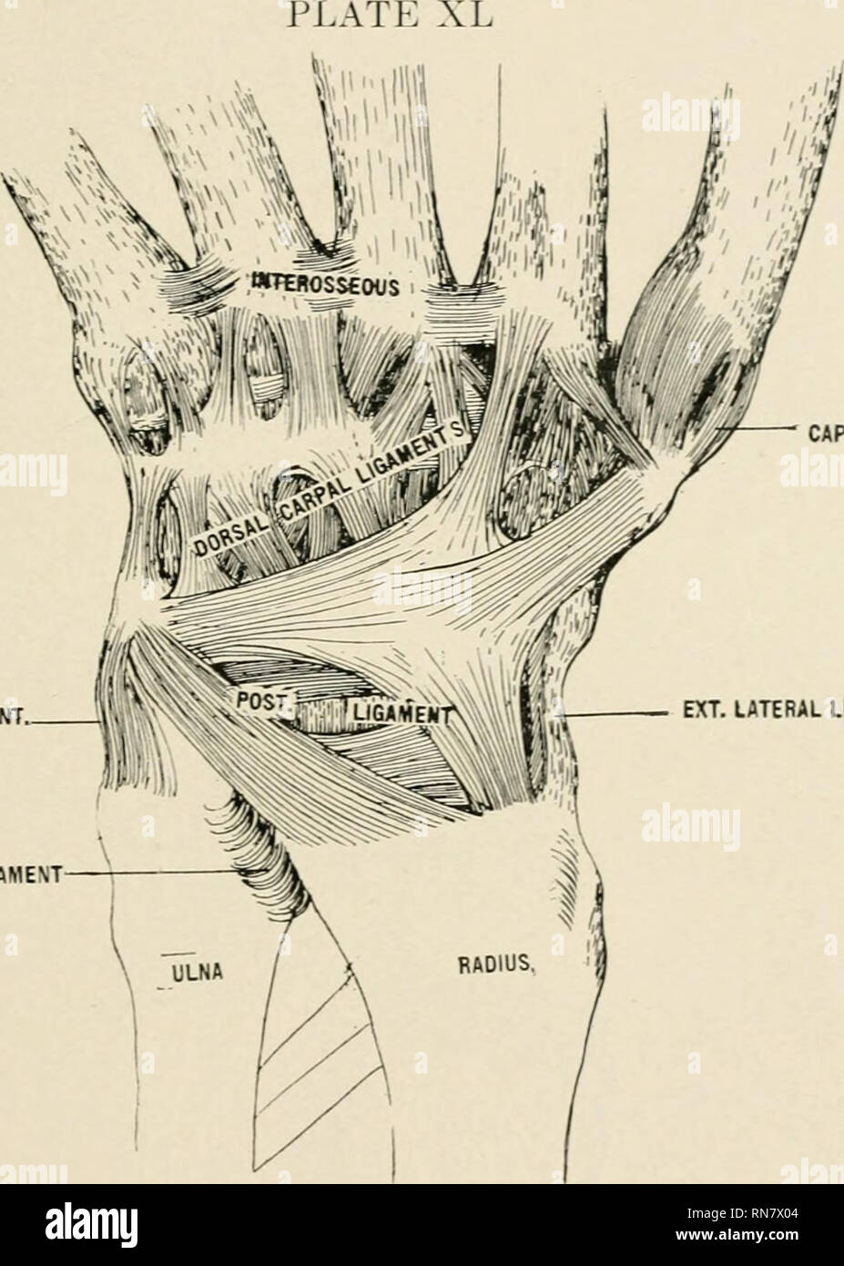 Trapezoid muscle hi-res stock photography and images - Alamy