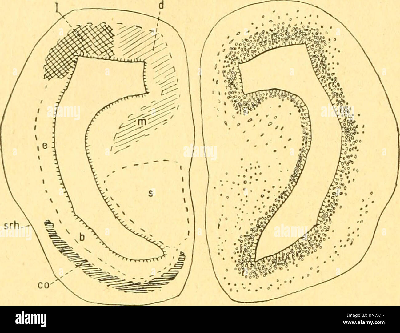 Archicortex hi-res stock photography and images - Alamy