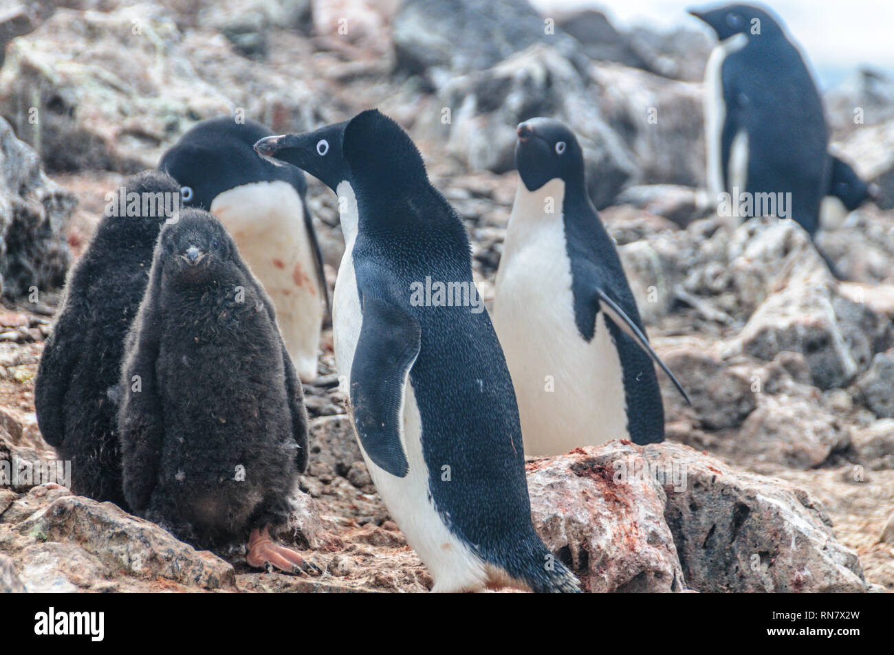 Penguins adelie colony iceberg background hi-res stock photography and ...