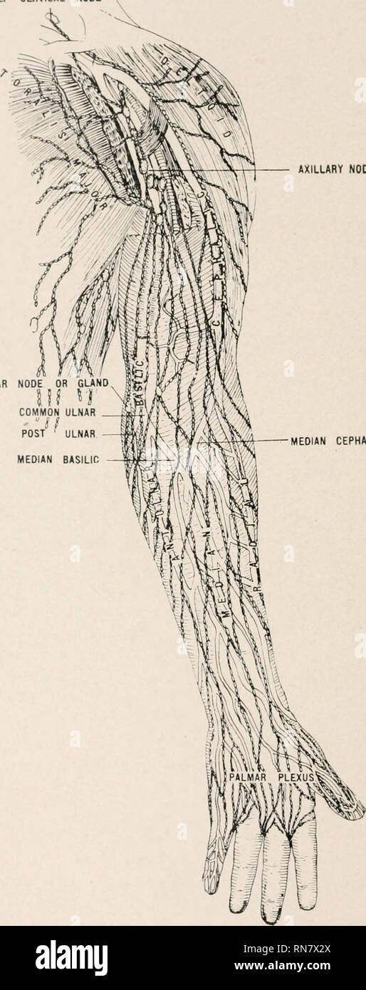 Axillary nodes hi-res stock photography and images - Alamy