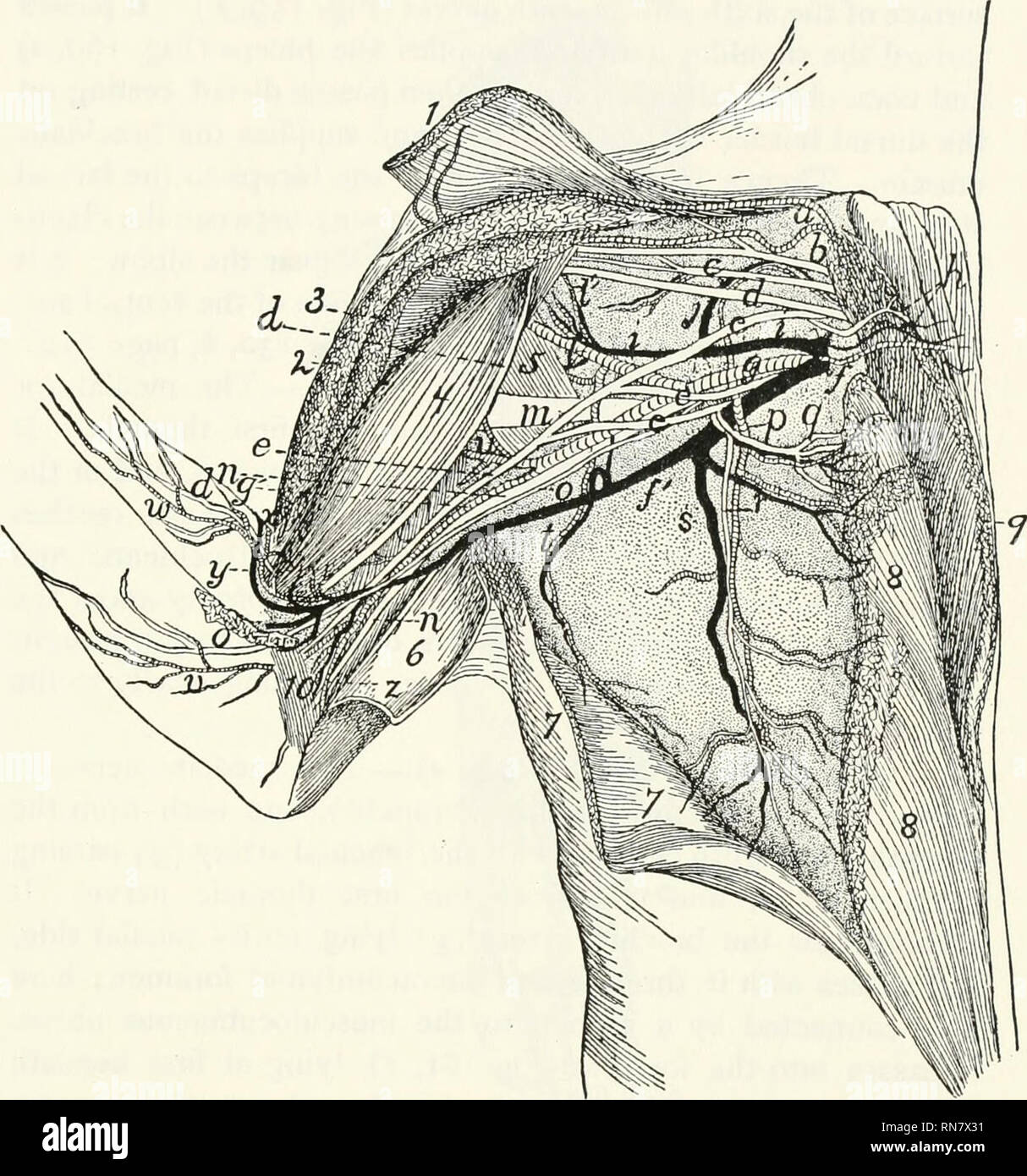 . Anatomy of the cat. Cats; Mammals. THE PERlPHER/iL NERl^OUS SYSTEM ...