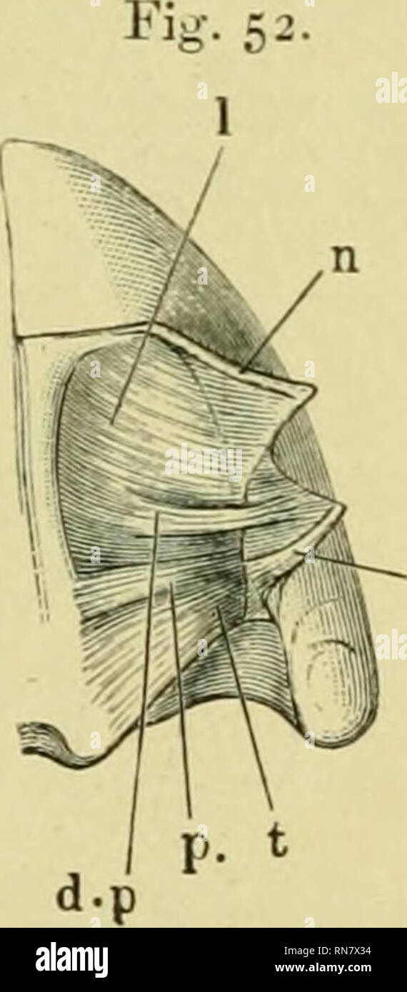 . The anatomy of the frog. Frogs -- Anatomy; Amphibians -- Anatomy. I ...