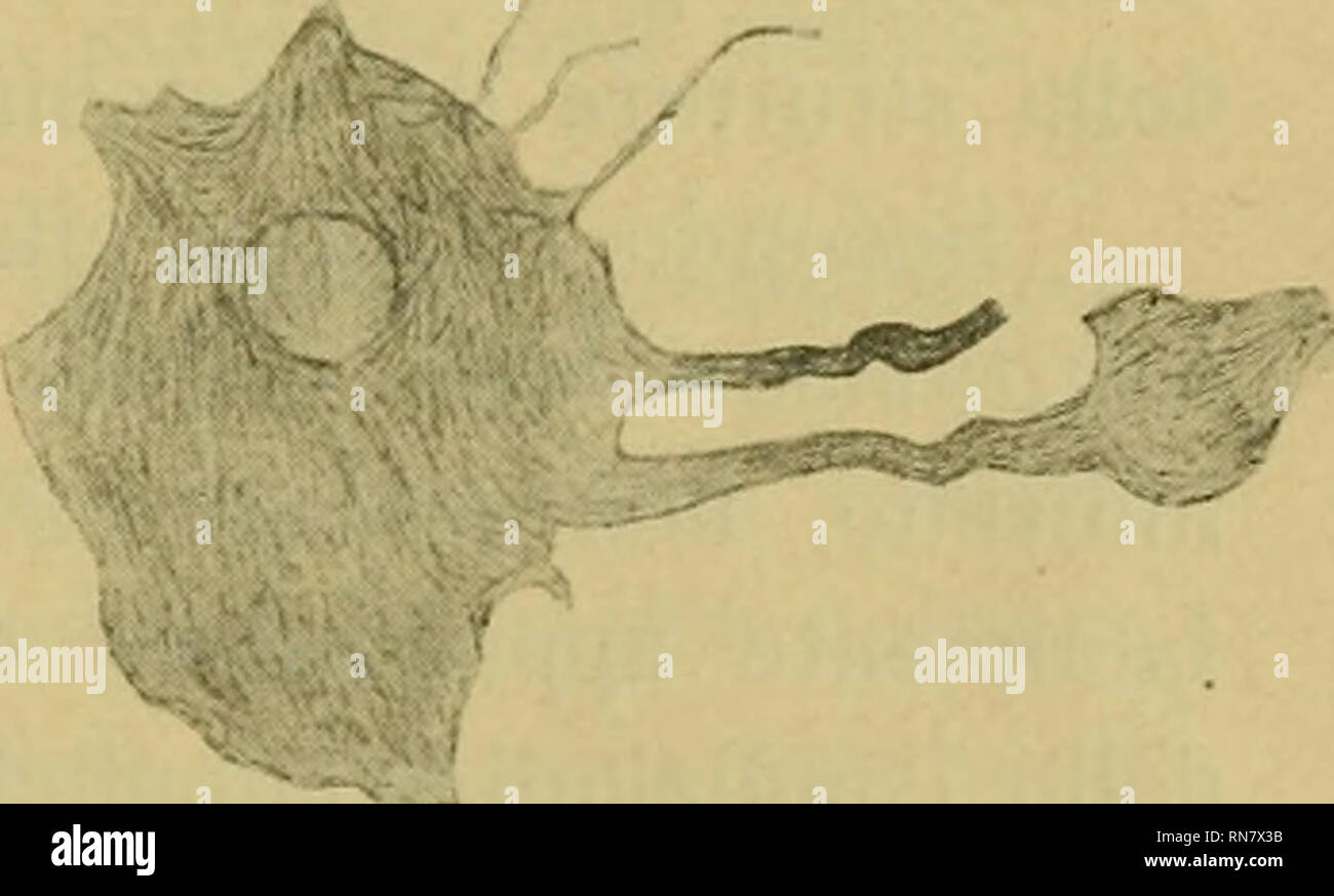 . Anatomischer Anzeiger. Anatomy, Comparative; Anatomy, Comparative ...