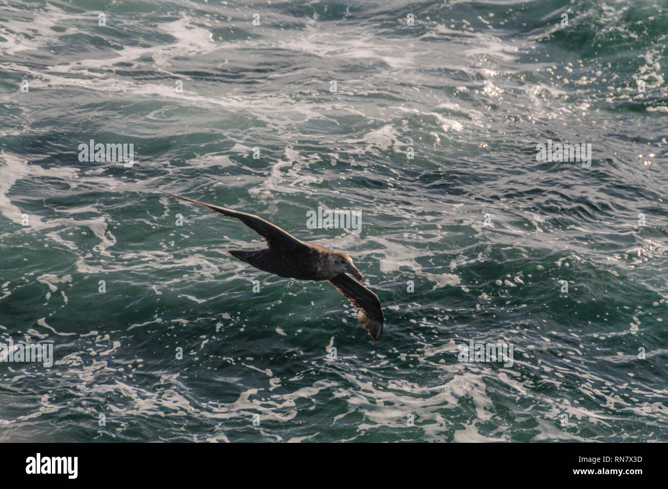 A Southern Giant Petrel in Flight Stock Photo - Alamy