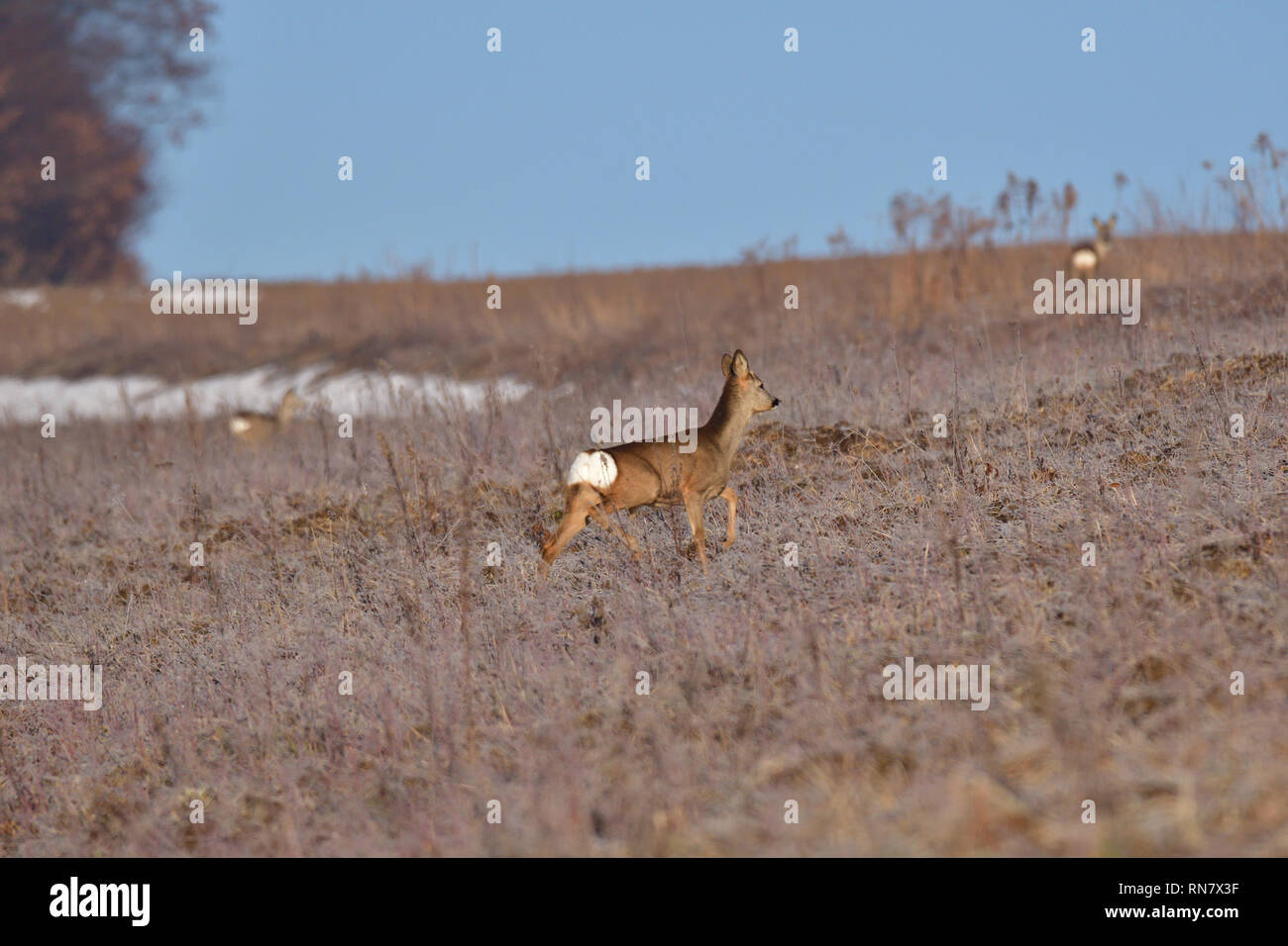 Young small roe deer grazing the grass on the field meadow horizont ...
