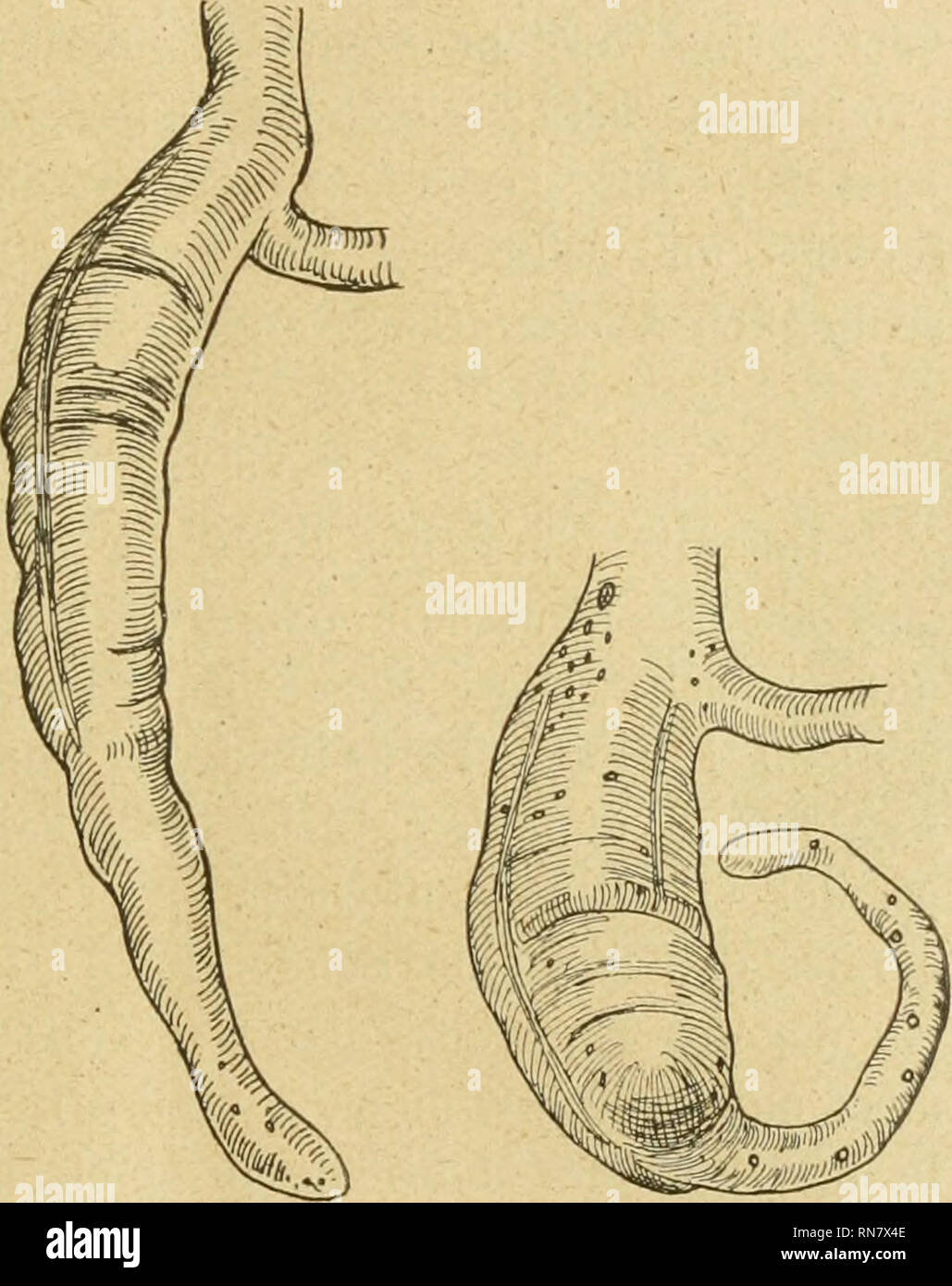 . Anatomischer Anzeiger. Anatomy, Comparative; Anatomy, Comparative ...