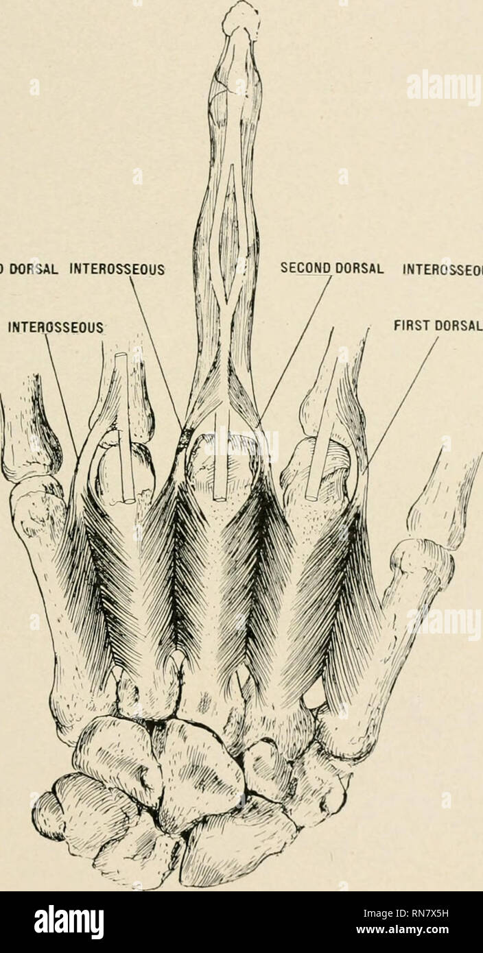 . Anatomy in a nutshell : a treatise on human anatomy in its relation ...