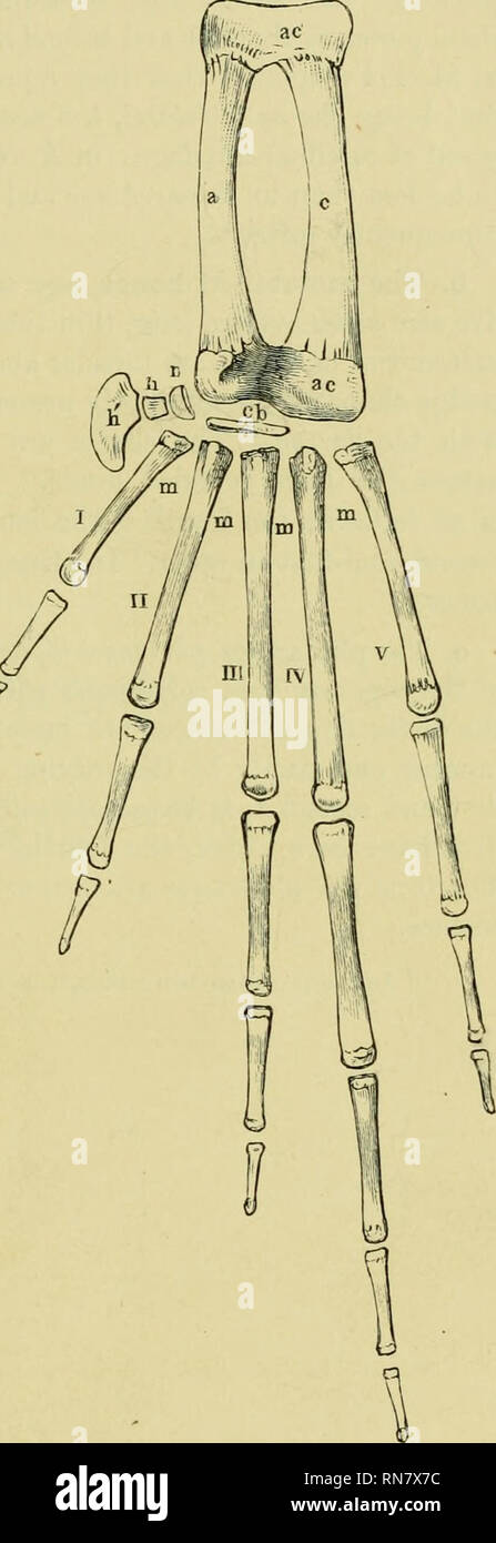 . The anatomy of the frog. Frogs -- Anatomy; Amphibians -- Anatomy. THE ...