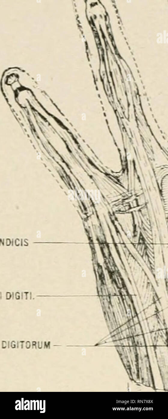 Annular Ligament Stock Photos & Annular Ligament Stock Images - Alamy