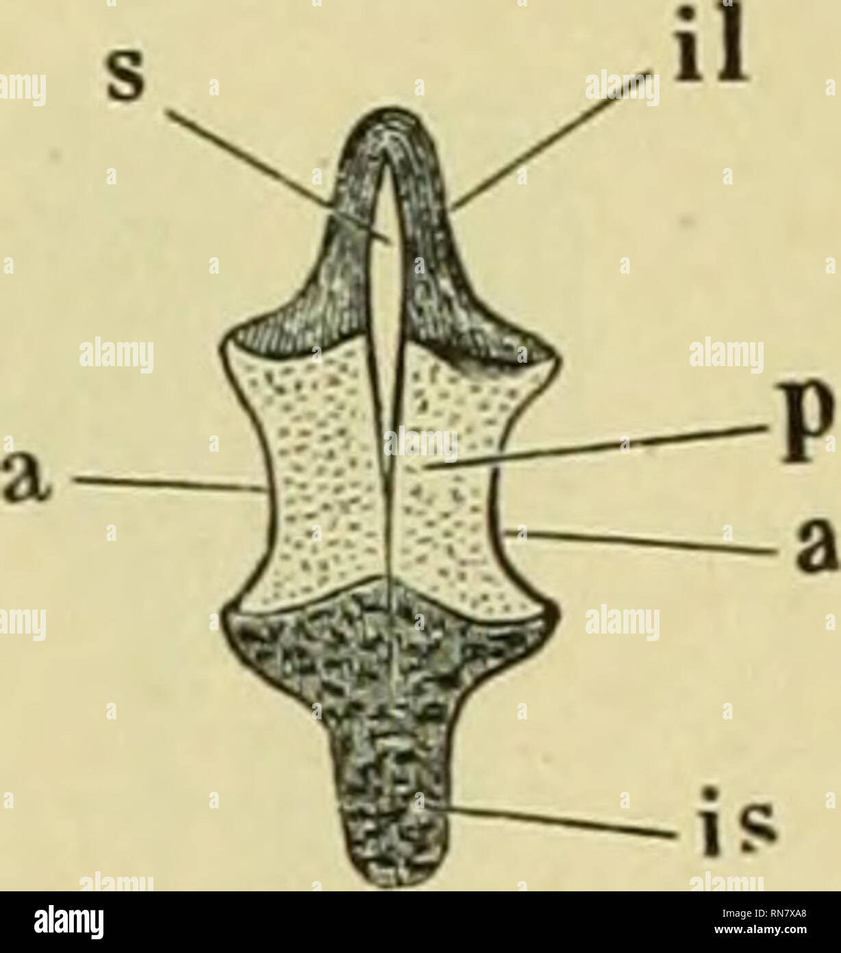 . The anatomy of the frog. Frogs -- Anatomy; Amphibians -- Anatomy. THE ...