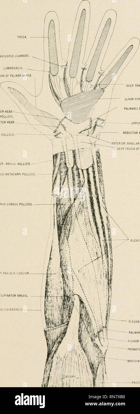 . Anatomy in a nutshell : a treatise on human anatomy in its relation ...