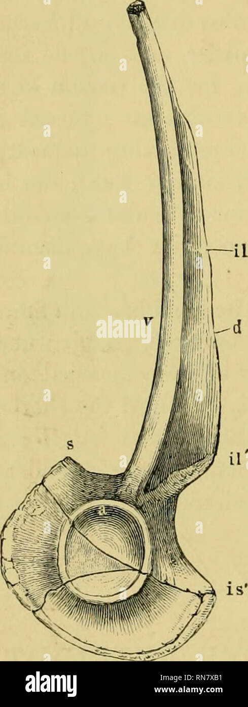 . The anatomy of the frog. Frogs -- Anatomy; Amphibians -- Anatomy ...