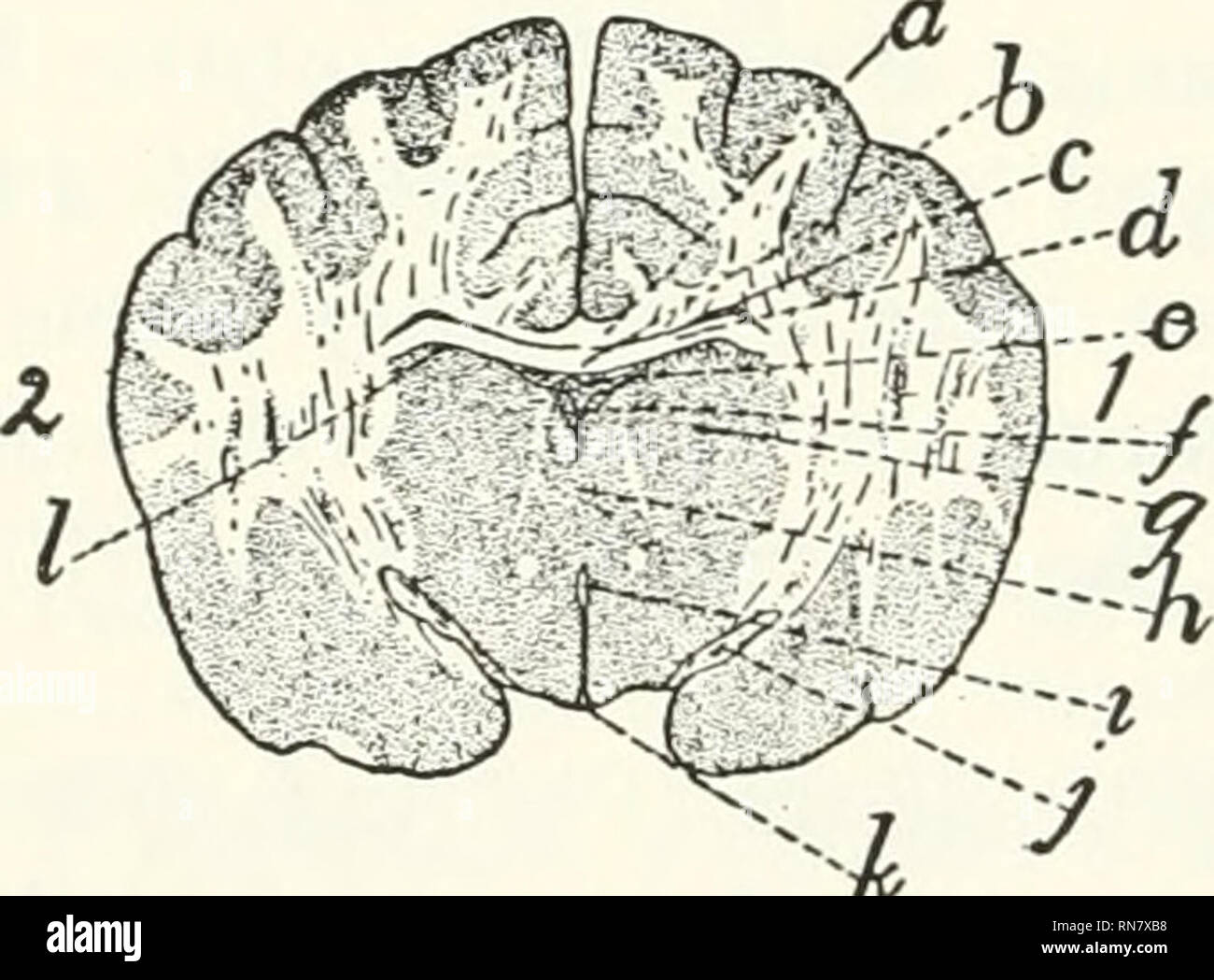 Cat brain anatomy hi-res stock photography and images - Alamy