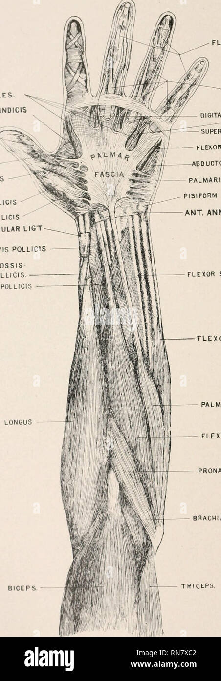 . Anatomy in a nutshell : a treatise on human anatomy in its relation ...