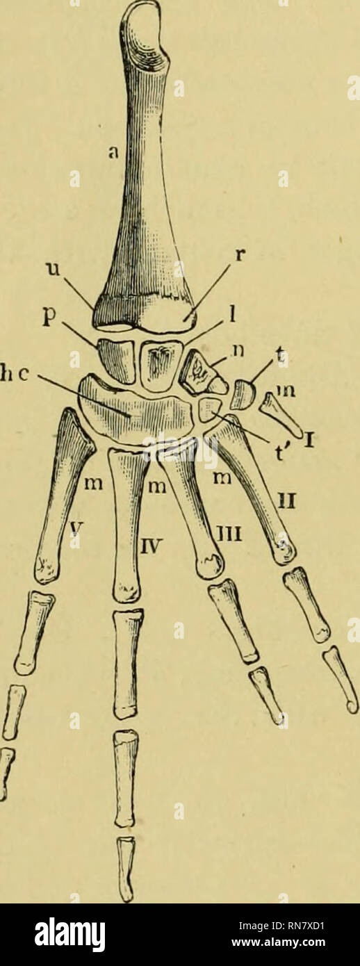 . The anatomy of the frog. Frogs -- Anatomy; Amphibians -- Anatomy. 46 ...